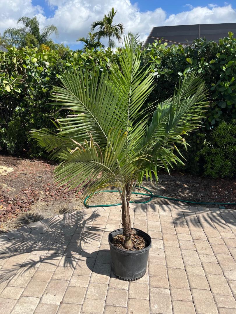 What is this palm? (From Steve Stern’s old inventory) - DISCUSSING PALM ...