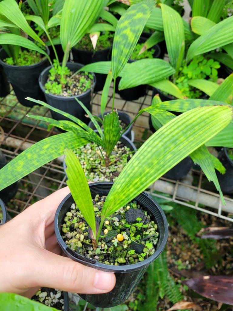 Journey of my Licuala sp. 'Kalimantan Mottled' - DISCUSSING PALM TREES ...