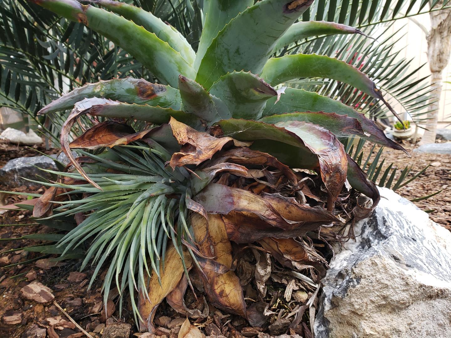 Hechtia glauca planting advice - TROPICAL LOOKING PLANTS - Other Than ...