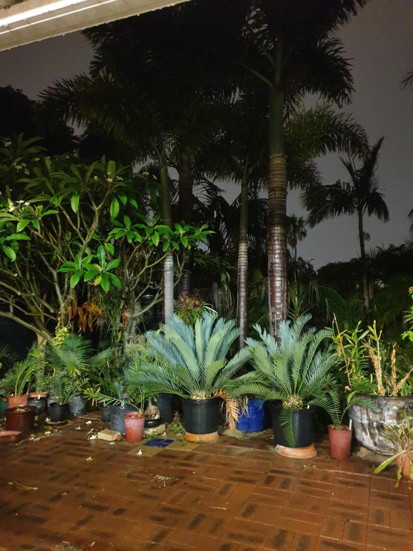Yes it does rain in Perth - TROPICAL LOOKING PLANTS - Other Than Palms ...