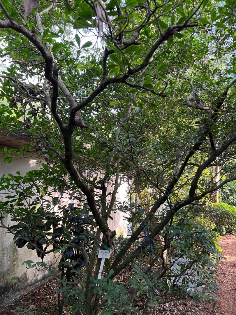 Show us your outdoor Miracle Fruit trees - TROPICAL LOOKING PLANTS ...