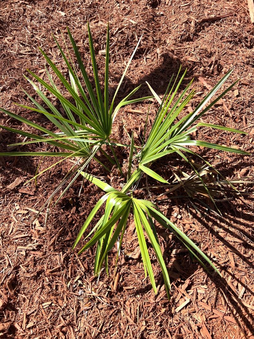 Sabal Palmetto in Zone 7B ? - COLD HARDY PALMS - PalmTalk