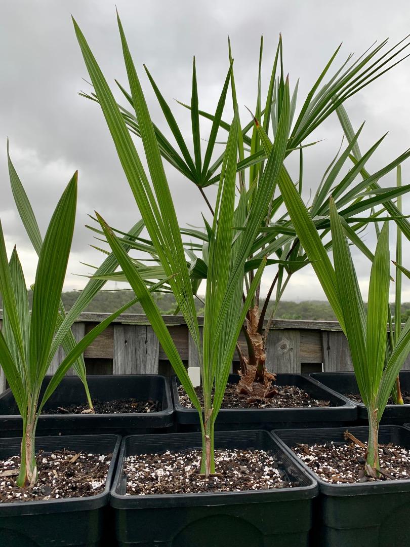 Hybrid creation: Butia odorata x Parajubaea torallyi var. torallyi F1 ...