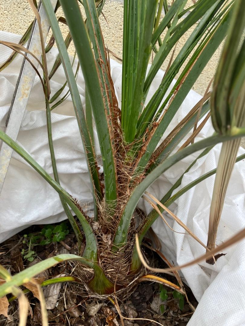 Palm damage in TN - COLD HARDY PALMS - PalmTalk