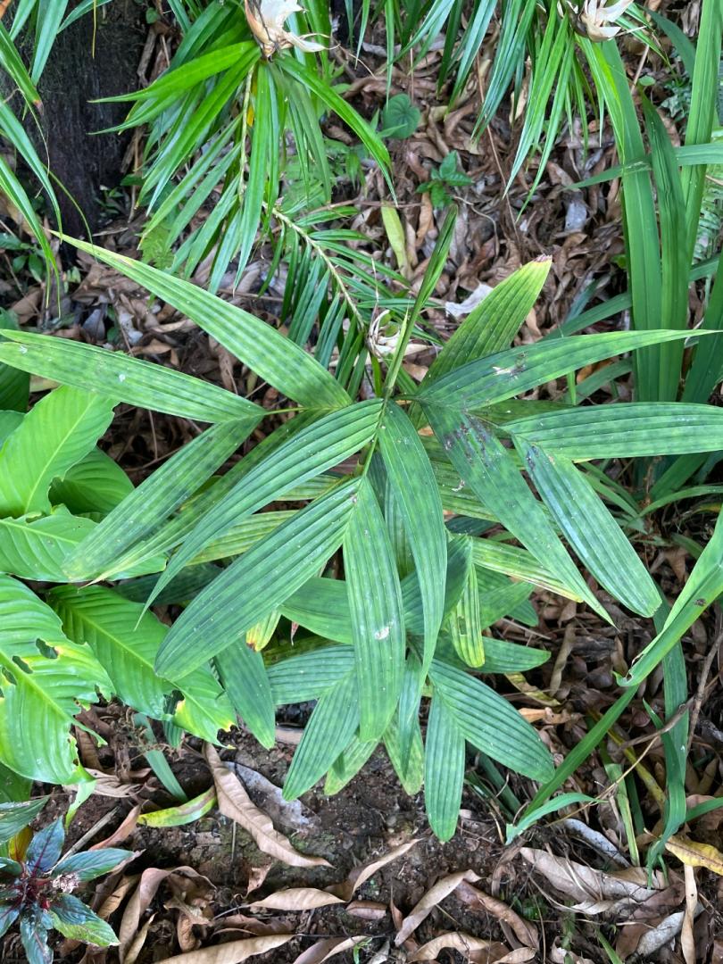 Pinanga stained glass disticha - DISCUSSING PALM TREES WORLDWIDE - PalmTalk