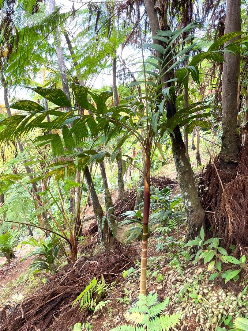 Pinanga stained glass disticha - DISCUSSING PALM TREES WORLDWIDE - PalmTalk