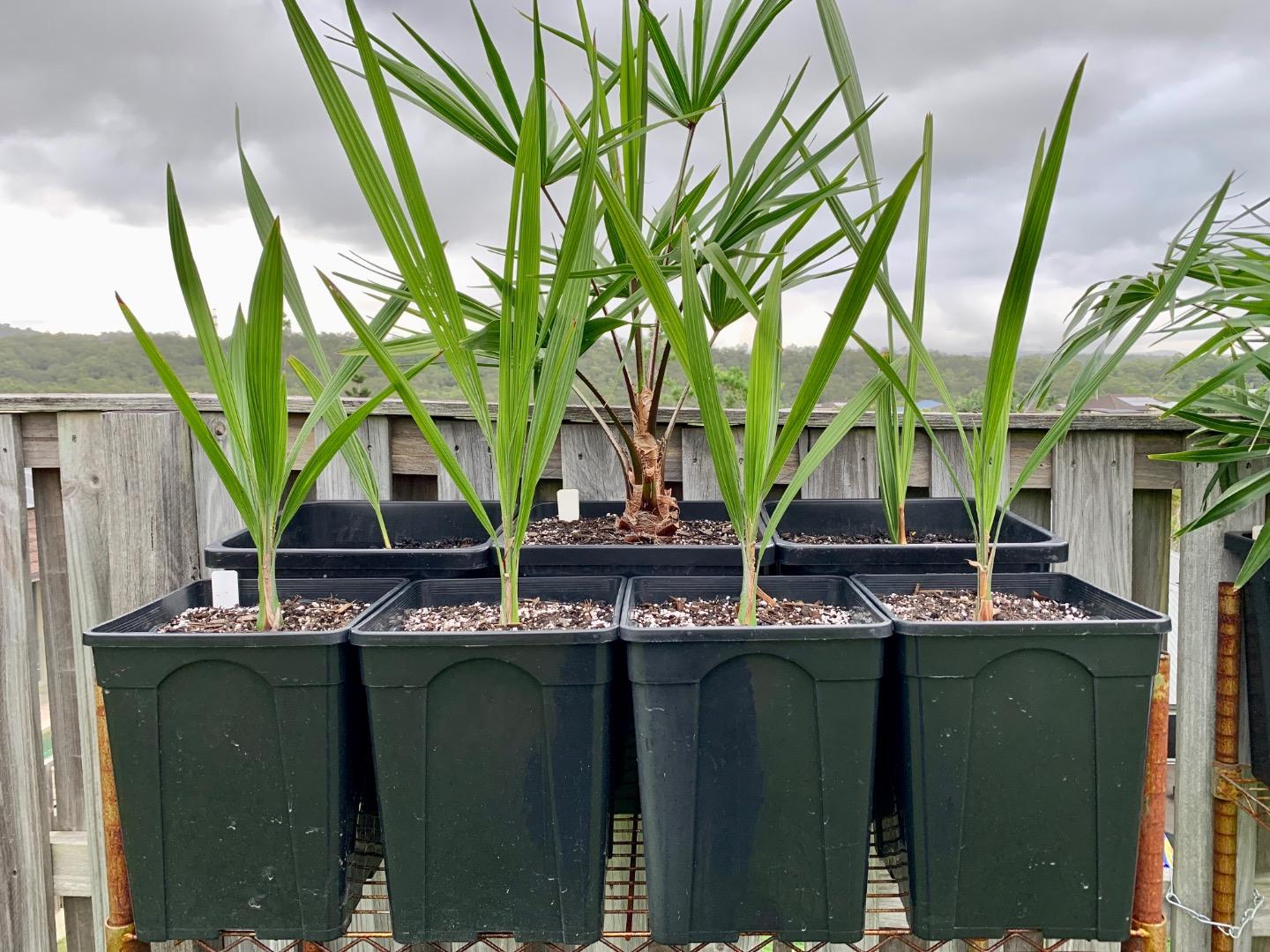Hybrid creation: Butia odorata x Parajubaea torallyi var. torallyi F1 ...
