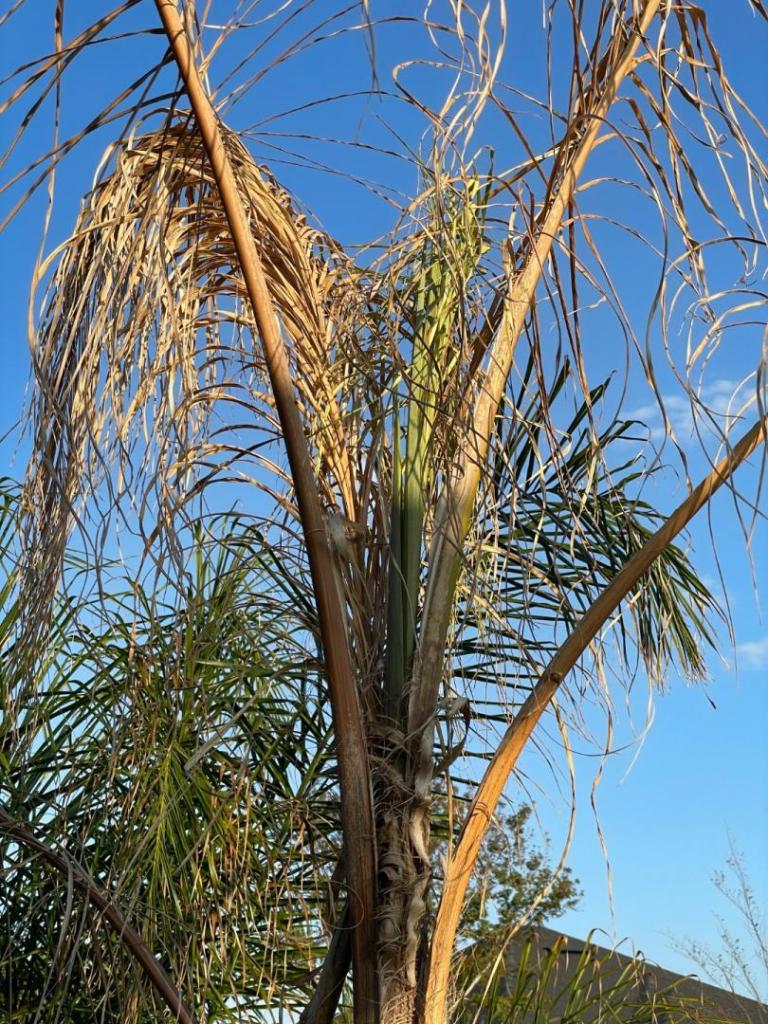 Queen Deficiency - DISCUSSING PALM TREES WORLDWIDE - PalmTalk