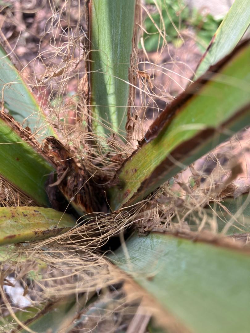 Palm damage in TN - COLD HARDY PALMS - PalmTalk