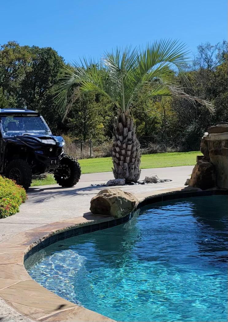 Pindo Palm boots rotting saturated - DISCUSSING PALM TREES WORLDWIDE ...