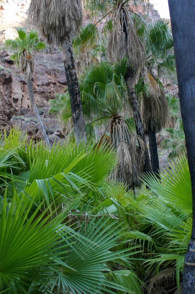 It's official: 'Filibusta' is named and a type specimen selected ...