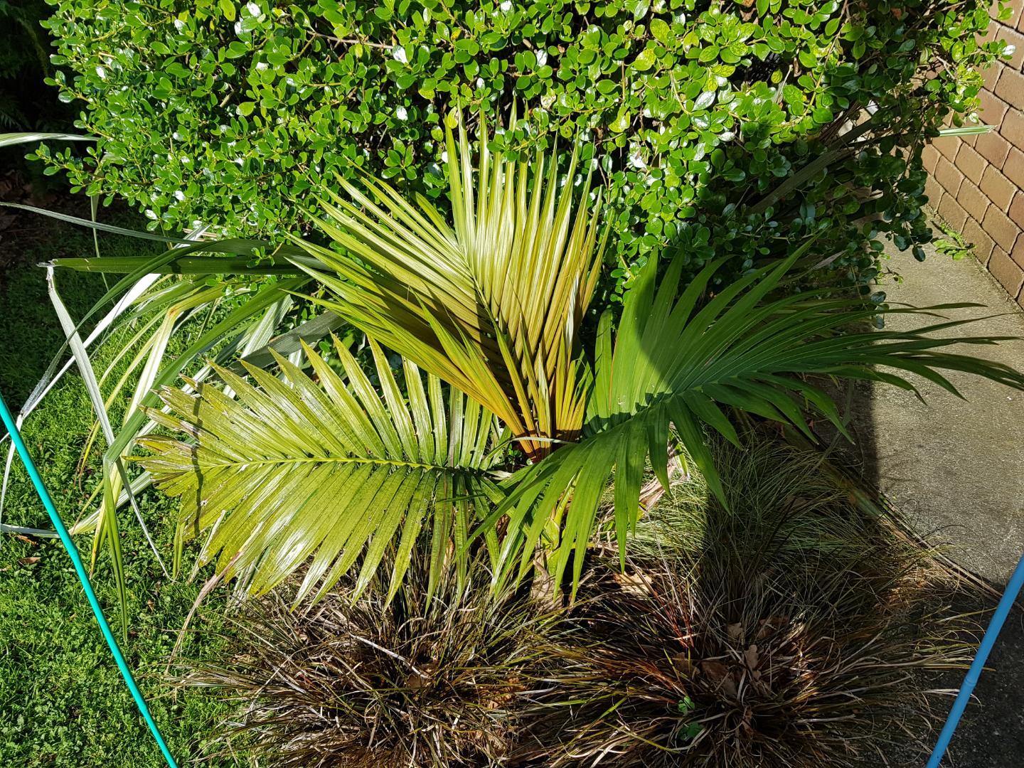 Wild A. cunninghamiana with pink/yellow frond - DISCUSSING PALM TREES ...