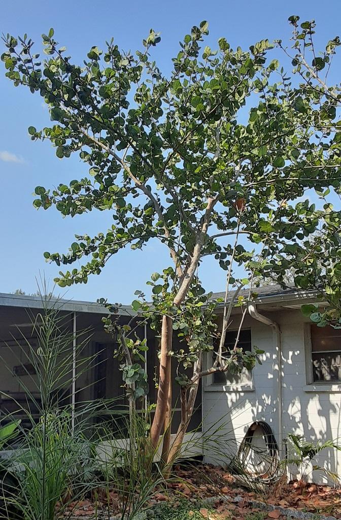 Large Seagrape/Post Yours - TROPICAL LOOKING PLANTS - Other Than Palms ...