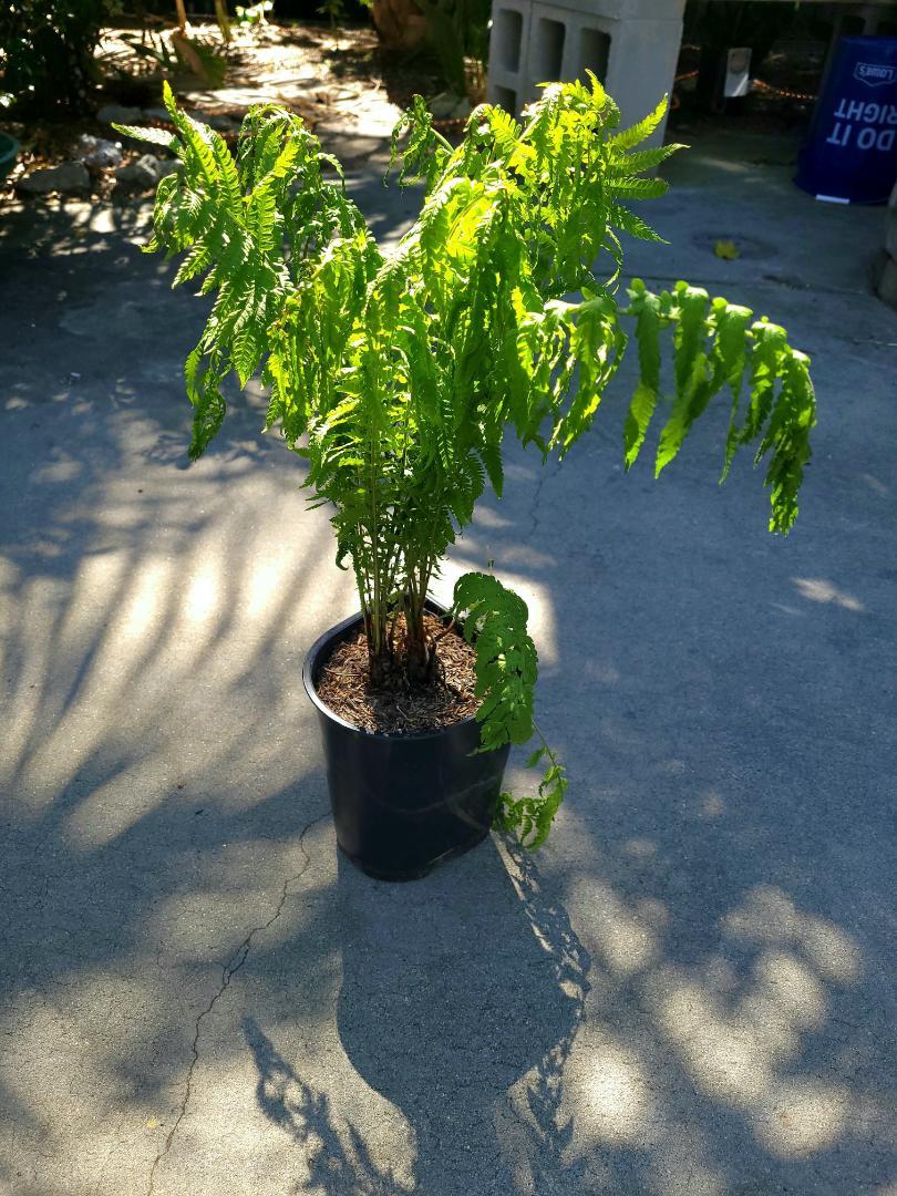 Fern ID - TROPICAL LOOKING PLANTS - Other Than Palms - PalmTalk