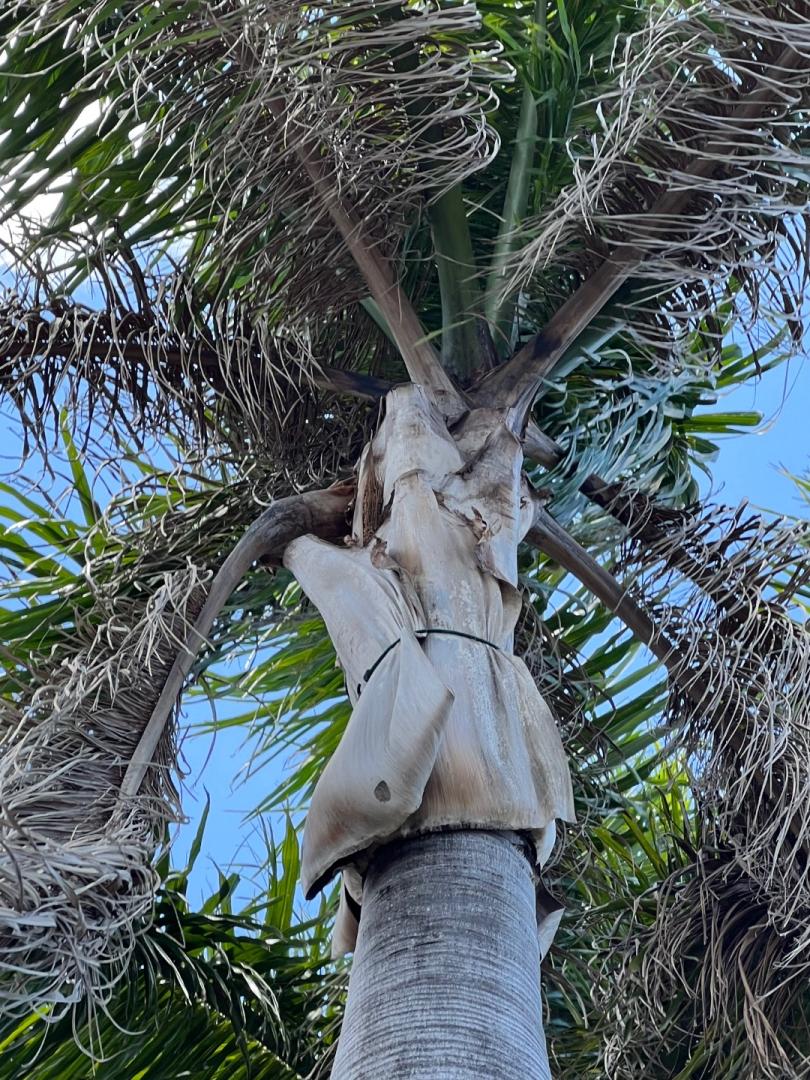 Royal Sheath Dropping Solution? - DISCUSSING PALM TREES WORLDWIDE ...