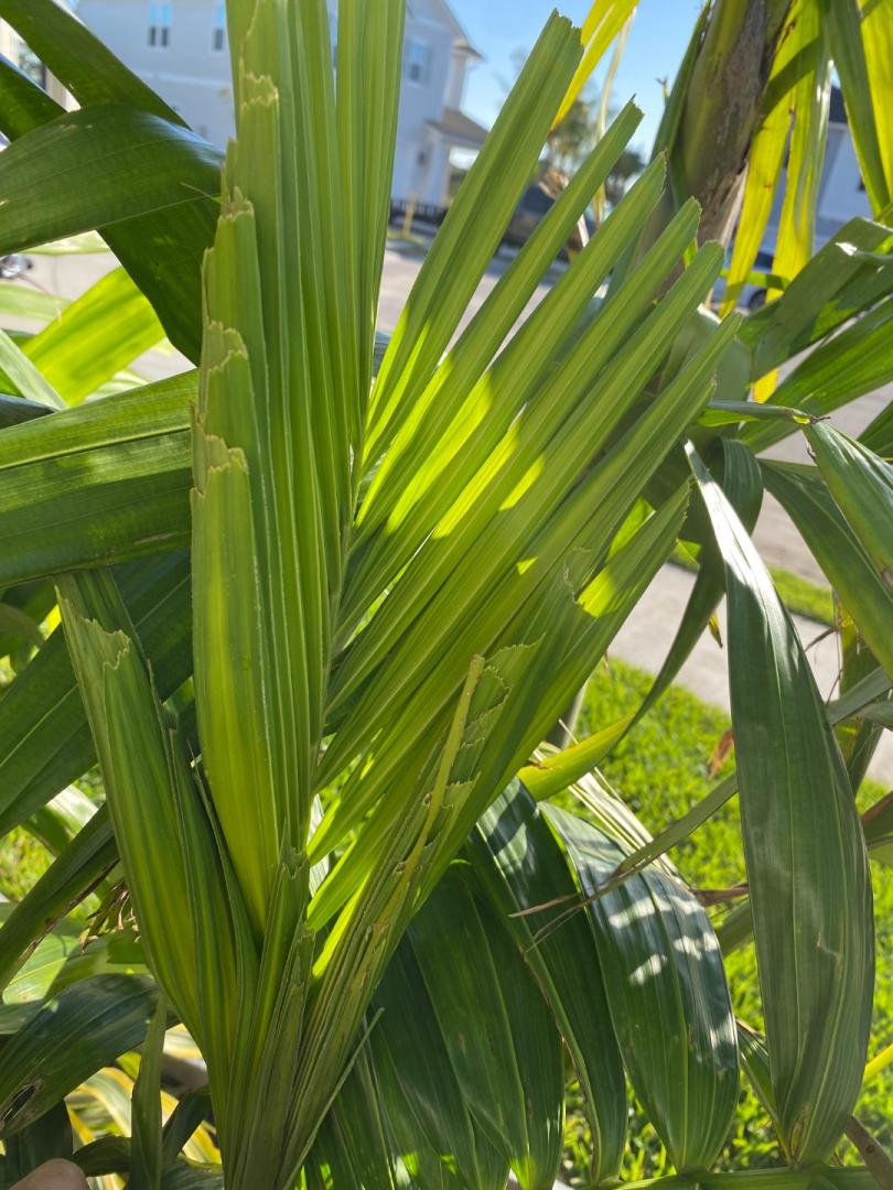 Early leaf opening on Solitare specimen - DISCUSSING PALM TREES ...
