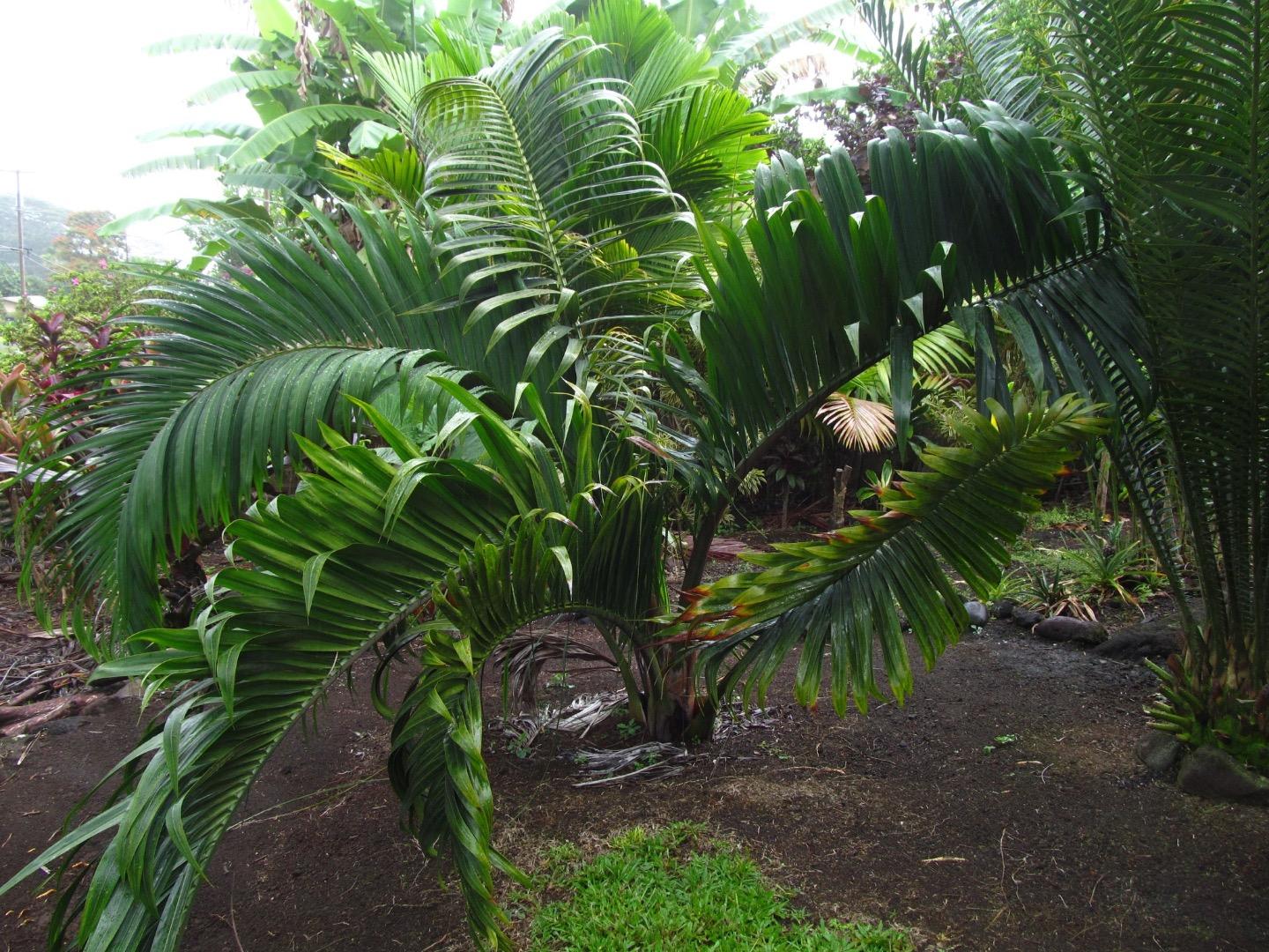 Chrysalidocarpus robustus - DISCUSSING PALM TREES WORLDWIDE - PalmTalk