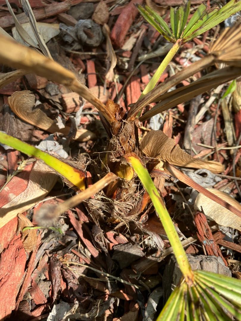 Palm damage in TN - COLD HARDY PALMS - PalmTalk