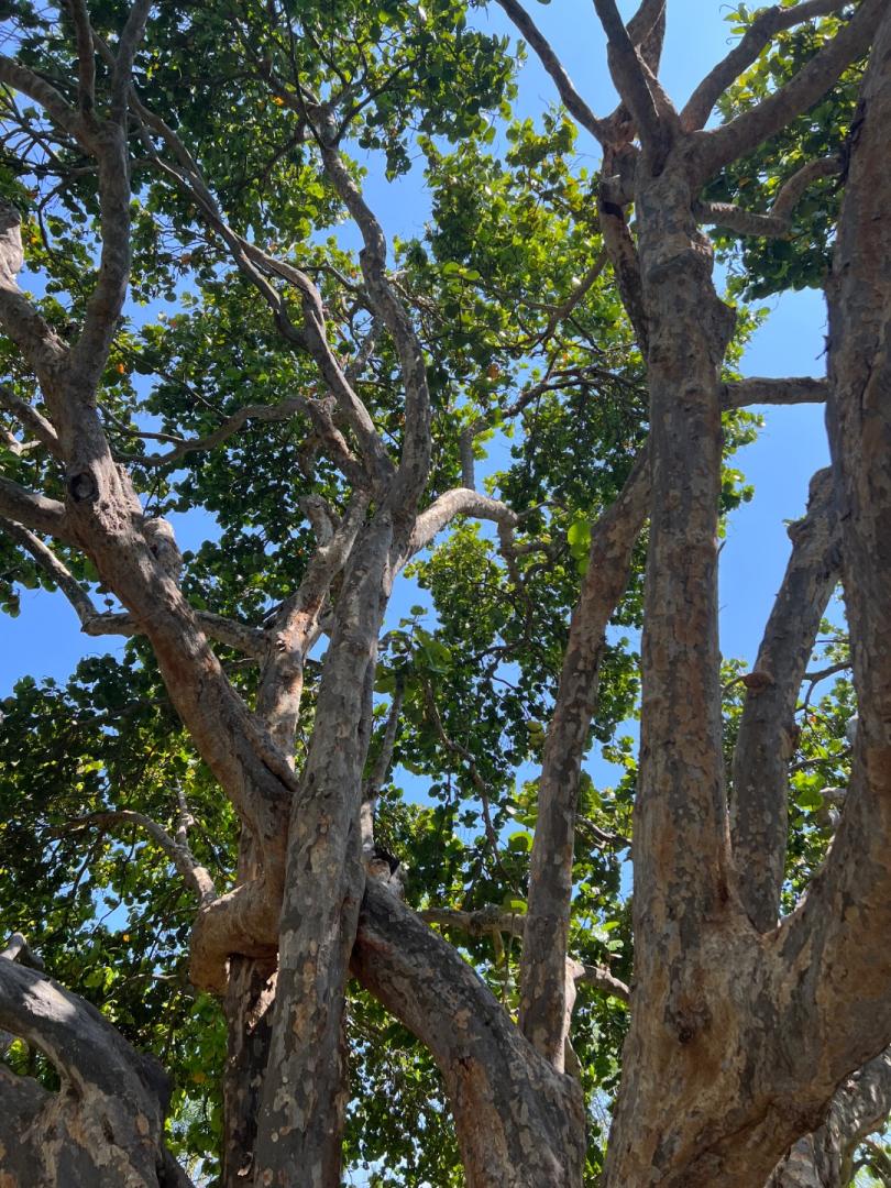 Large Seagrape/Post Yours - TROPICAL LOOKING PLANTS - Other Than Palms ...