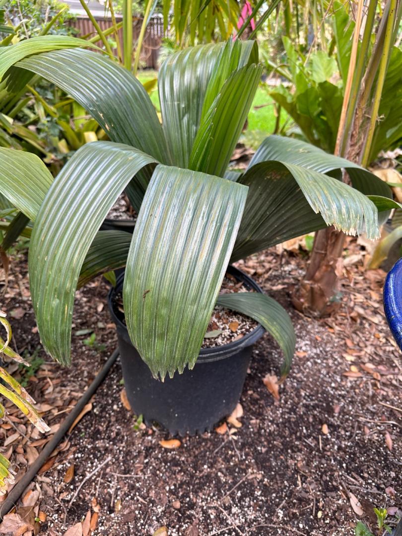 Calling all Sabinaria magnifica growers!!! - DISCUSSING PALM TREES ...