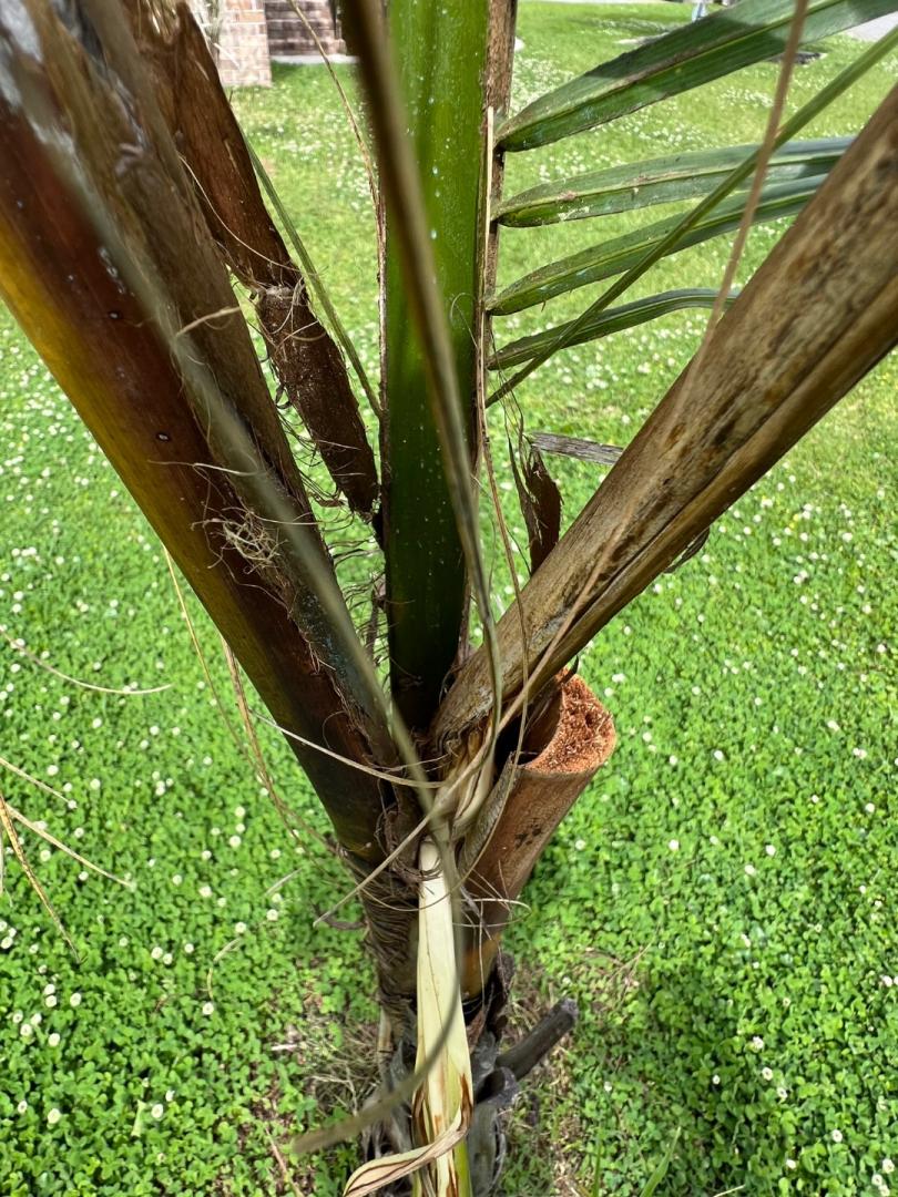 Queen palm - DISCUSSING PALM TREES WORLDWIDE - PalmTalk