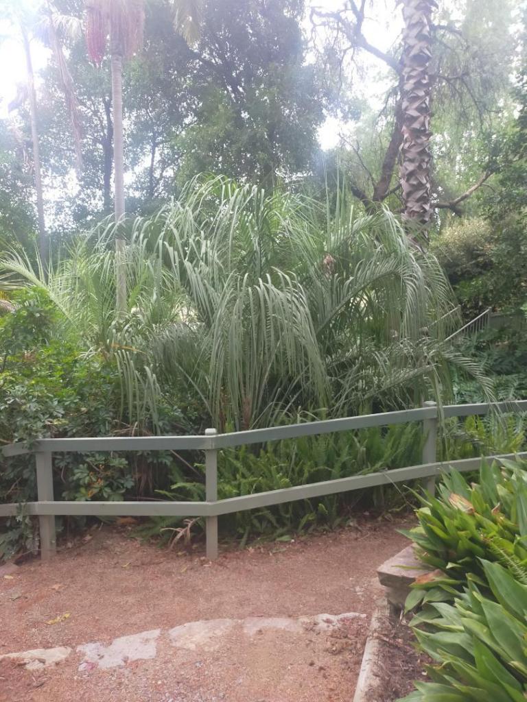 Wagga Wagga botanical garden - DISCUSSING PALM TREES WORLDWIDE - PalmTalk
