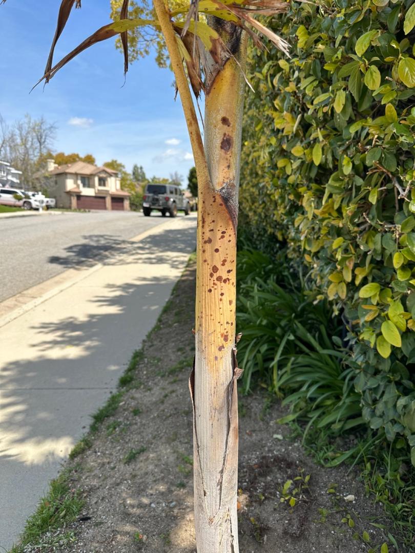 Yellowing spotty Foxtail - DISCUSSING PALM TREES WORLDWIDE - PalmTalk
