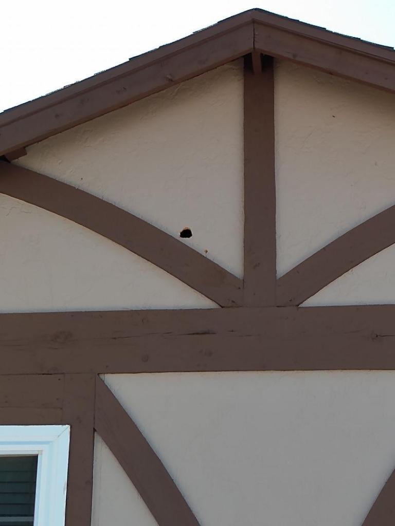 Pesky woodpeckers! - DISCUSSING PALM TREES WORLDWIDE - PalmTalk