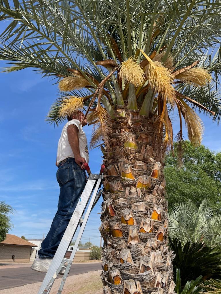 Mejdool date palm Male tree flowers in Houston Texas - DISCUSSING PALM ...