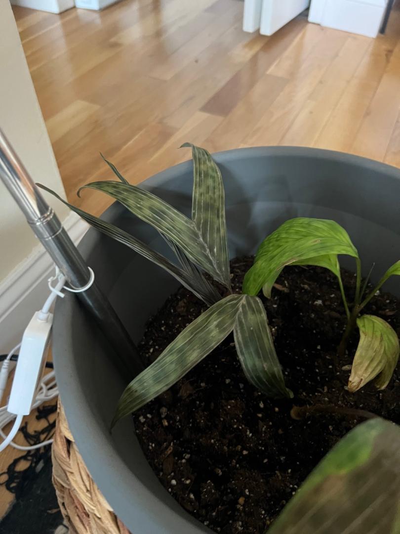 Pinanga Disticha crispy leaves - PALMS IN POTS - PalmTalk