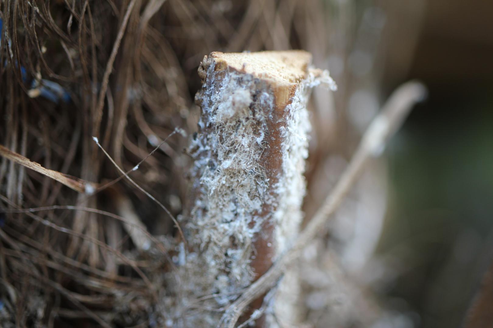 What is this white moldy thing? - DISCUSSING PALM TREES WORLDWIDE ...