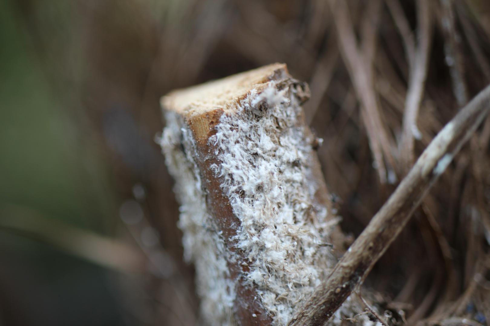 What is this white moldy thing? - DISCUSSING PALM TREES WORLDWIDE ...