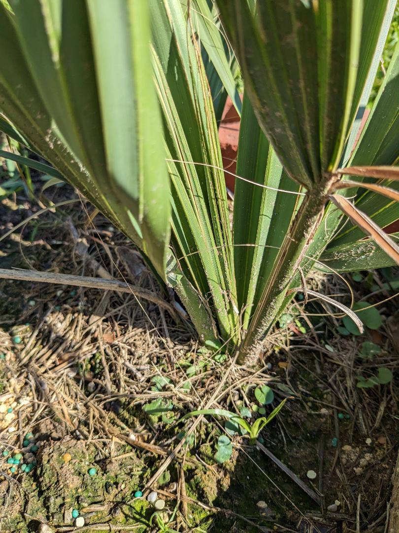 Sabal causiarum - DISCUSSING PALM TREES WORLDWIDE - PalmTalk