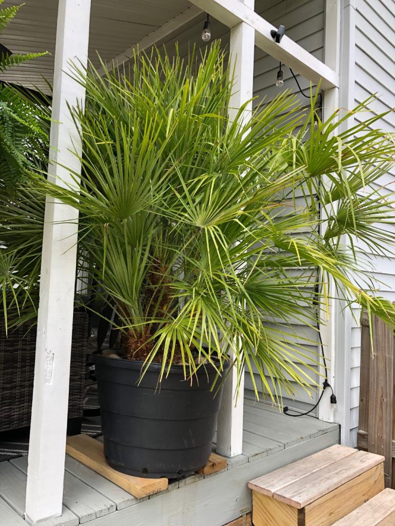 Potted European Fan Palms and 1 Mule - PALMS IN POTS - PalmTalk