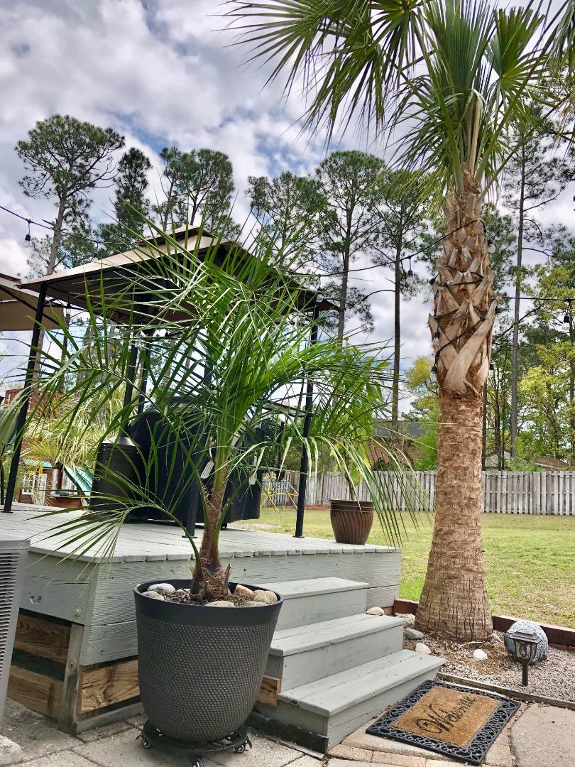 Potted European Fan Palms and 1 Mule - PALMS IN POTS - PalmTalk