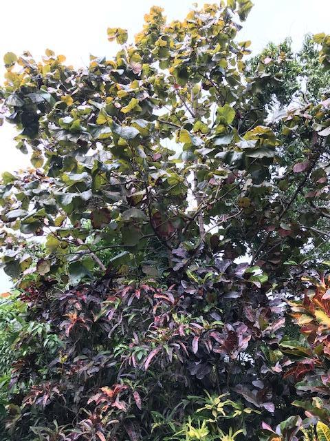 Grandleaf Seagrape v Seagrape - TROPICAL LOOKING PLANTS - Other Than ...