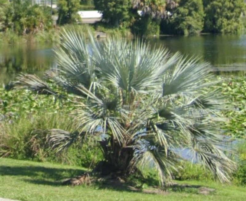 Brahea clara seedling soil moisture - DISCUSSING PALM TREES WORLDWIDE ...
