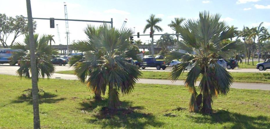 FDOT Memorial Day Palms - DISCUSSING PALM TREES WORLDWIDE - PalmTalk