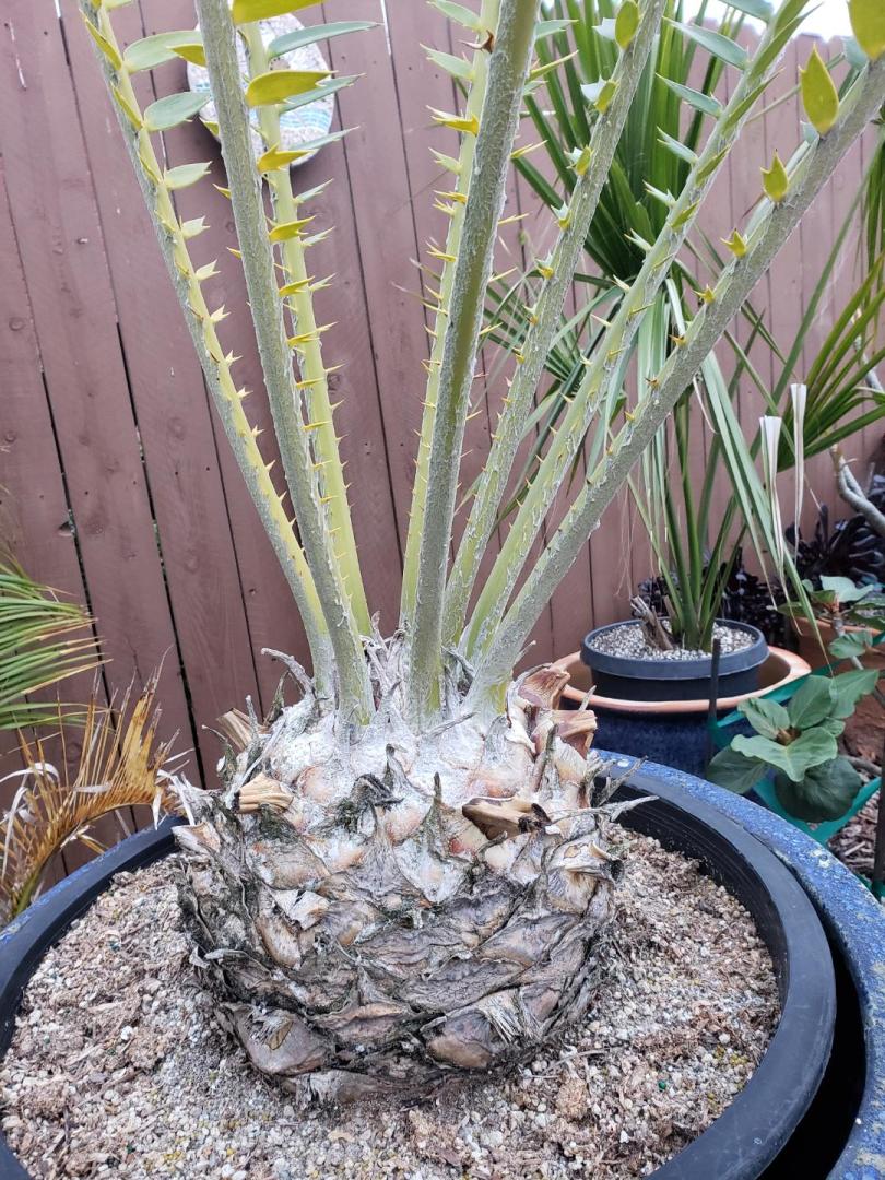 Which encephalartos? - TROPICAL LOOKING PLANTS - Other Than Palms ...