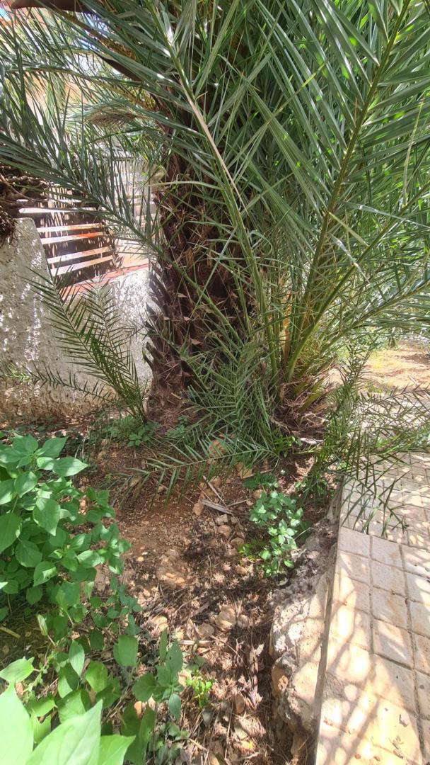 Phoenix relation of gender to caespitose habit? - DISCUSSING PALM TREES ...