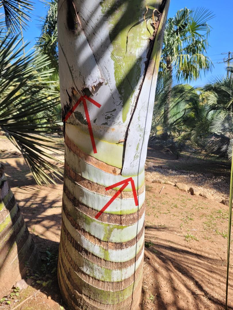 This crownshafts are thickening fast! - DISCUSSING PALM TREES WORLDWIDE ...