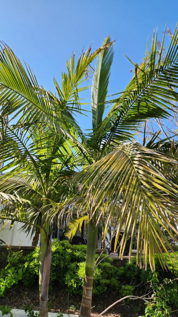 Odd – Frizzled frozen fronds on this Triple King - DISCUSSING PALM ...