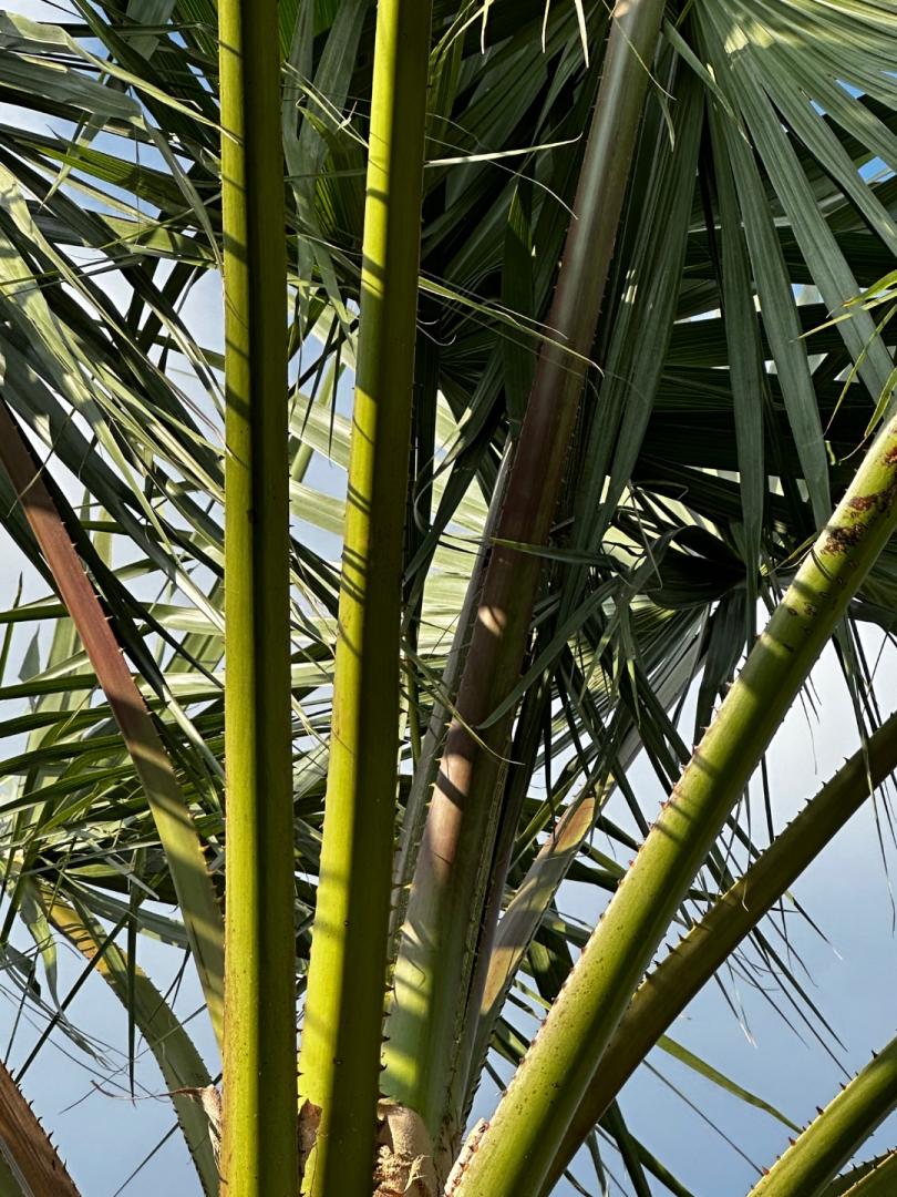 Leaning Livistona - DISCUSSING PALM TREES WORLDWIDE - PalmTalk