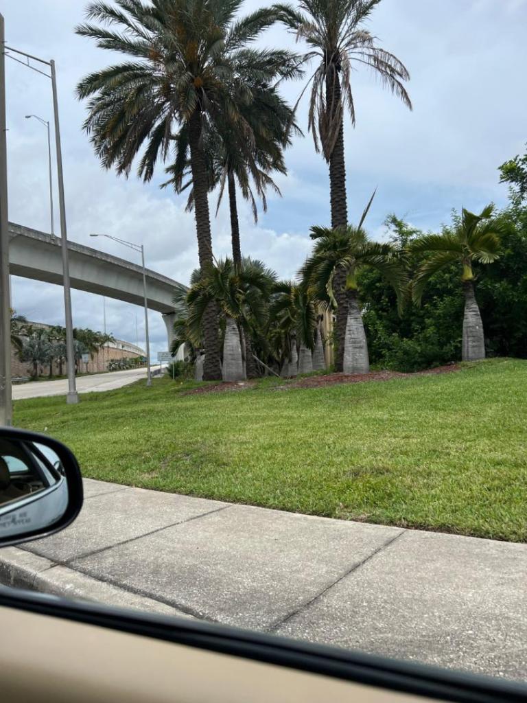 FDOT Memorial Day Palms - DISCUSSING PALM TREES WORLDWIDE - PalmTalk