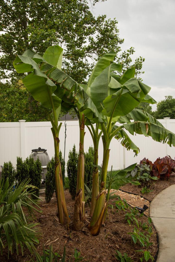 Questions about musa basjoo? - TROPICAL LOOKING PLANTS - Other Than ...