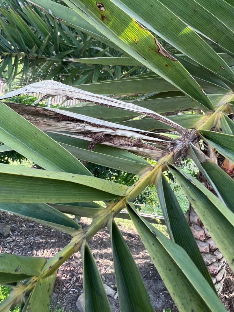 Please help diagnosing issue - DISCUSSING PALM TREES WORLDWIDE - PalmTalk