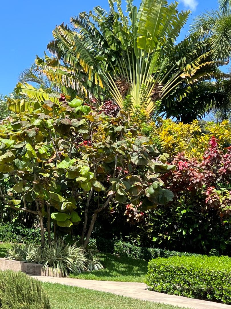 Grandleaf Seagrape v Seagrape - TROPICAL LOOKING PLANTS - Other Than ...