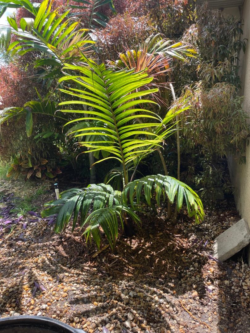 Pinanga ceasia planted out - DISCUSSING PALM TREES WORLDWIDE - PalmTalk