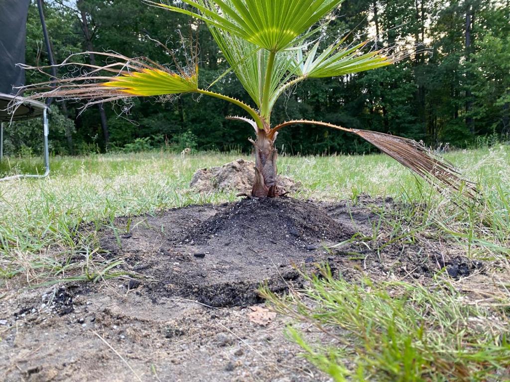 Washingtonia mounding - DISCUSSING PALM TREES WORLDWIDE - PalmTalk