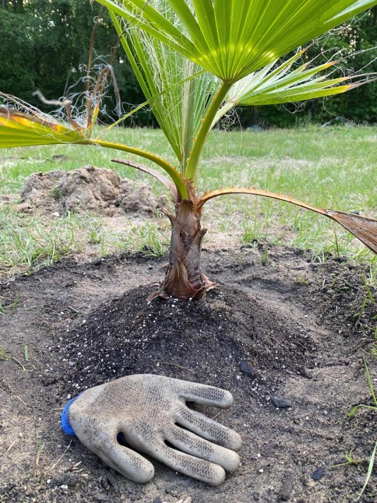 Washingtonia mounding - DISCUSSING PALM TREES WORLDWIDE - PalmTalk